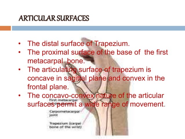 CARPOMETACARPAL JOINTS | PPTX