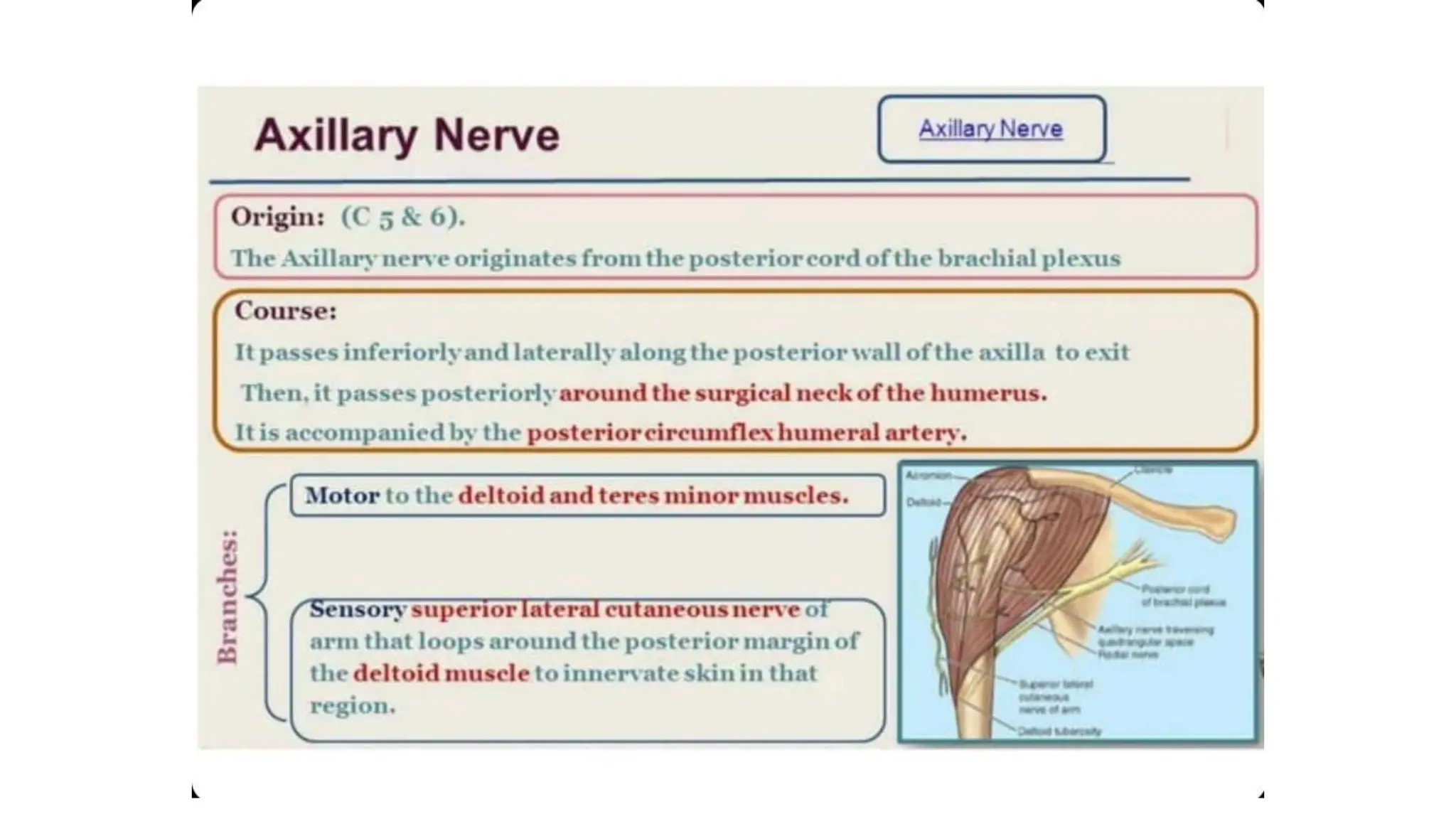 anatomy ppppppppppppppppppppppppppppppppppt | PPT