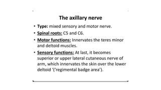 anatomy ppppppppppppppppppppppppppppppppppt | PPT