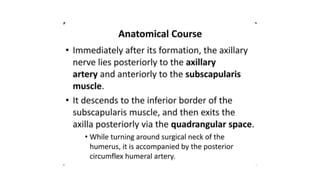 anatomy ppppppppppppppppppppppppppppppppppt | PPT