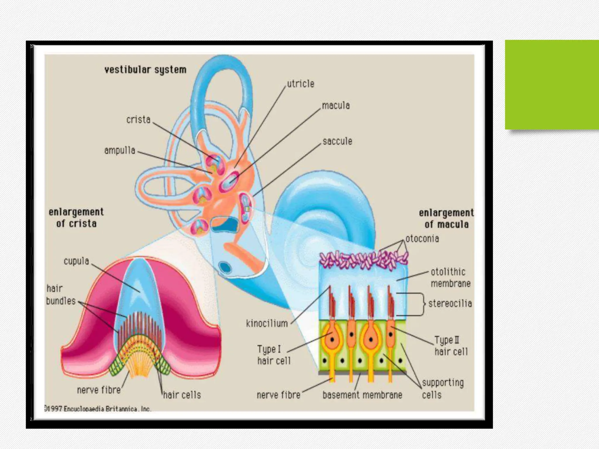 ENT anatomy ear nose throat anatomy and physiology | PPTX | Ear, Nose ...