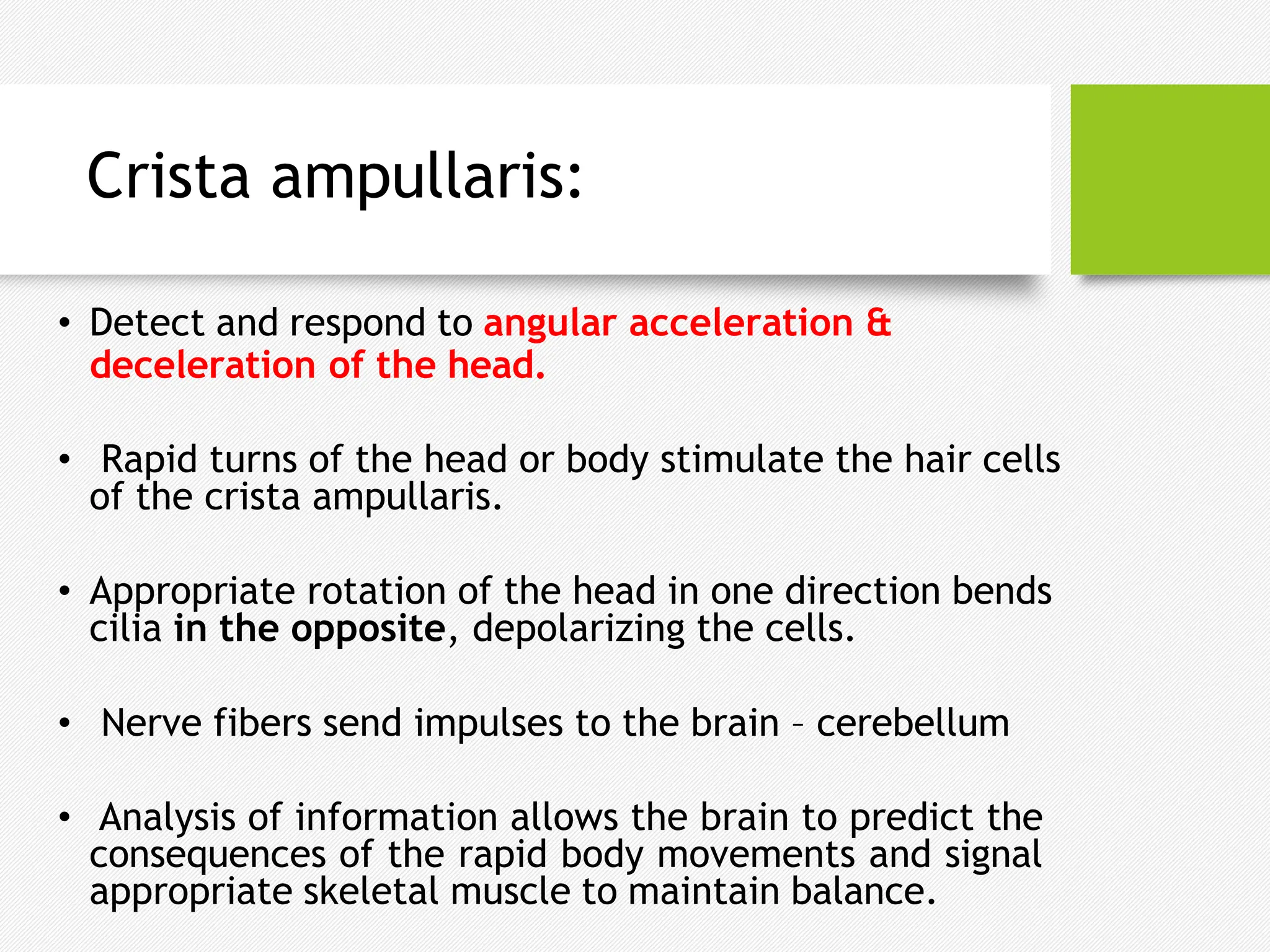 ENT anatomy ear nose throat anatomy and physiology | PPTX | Ear, Nose ...