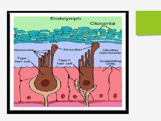 ENT anatomy ear nose throat anatomy and physiology | PPTX | Ear, Nose ...
