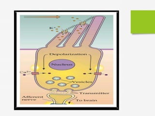 ENT anatomy ear nose throat anatomy and physiology | PPTX | Ear, Nose ...