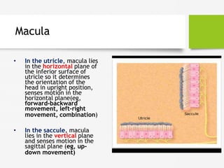 ENT anatomy ear nose throat anatomy and physiology | PPTX | Ear, Nose ...