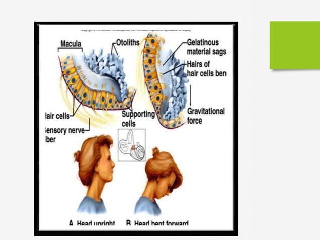 ENT anatomy ear nose throat anatomy and physiology | PPTX | Ear, Nose and Throat Conditions ...