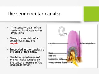 ENT anatomy ear nose throat anatomy and physiology | PPTX | Ear, Nose ...