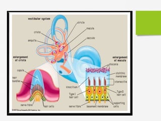 ENT anatomy ear nose throat anatomy and physiology | PPTX | Ear, Nose ...