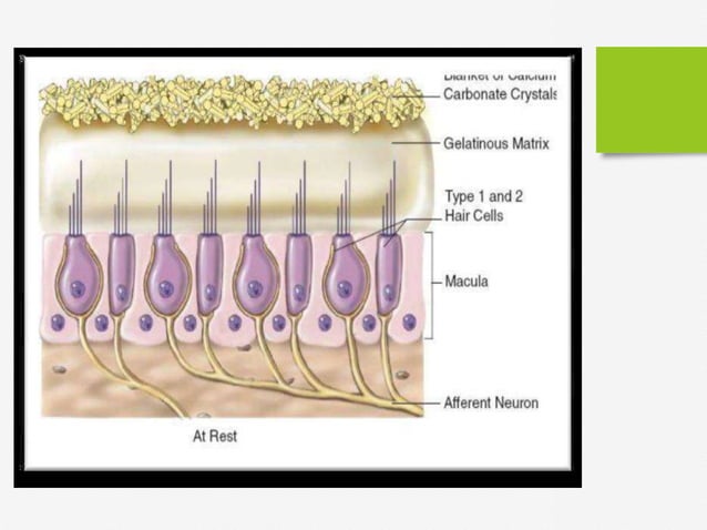 ENT anatomy ear nose throat anatomy and physiology | PPTX | Ear, Nose ...