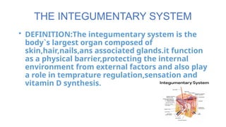 presentation of human integumentary system | PPTX