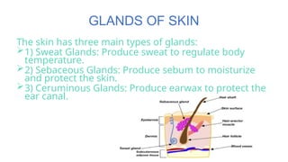 presentation of human integumentary system | PPTX