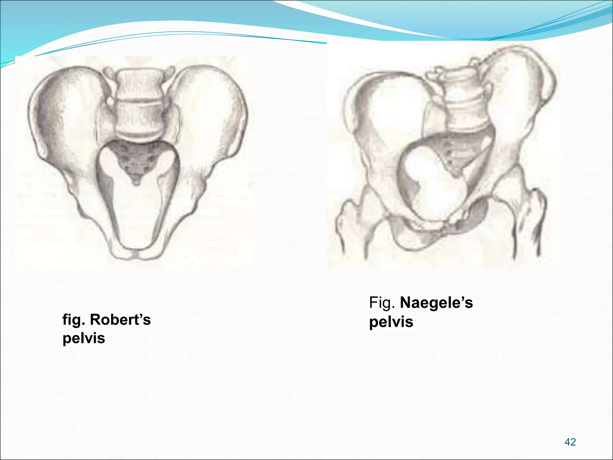 Anatomy main part and detail ppt bre.ppt