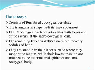 Anatomy main part and detail ppt bre.ppt