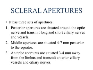 ANATOMY PPT CA-II.pptx