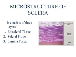 ANATOMY PPT CA-II.pptx