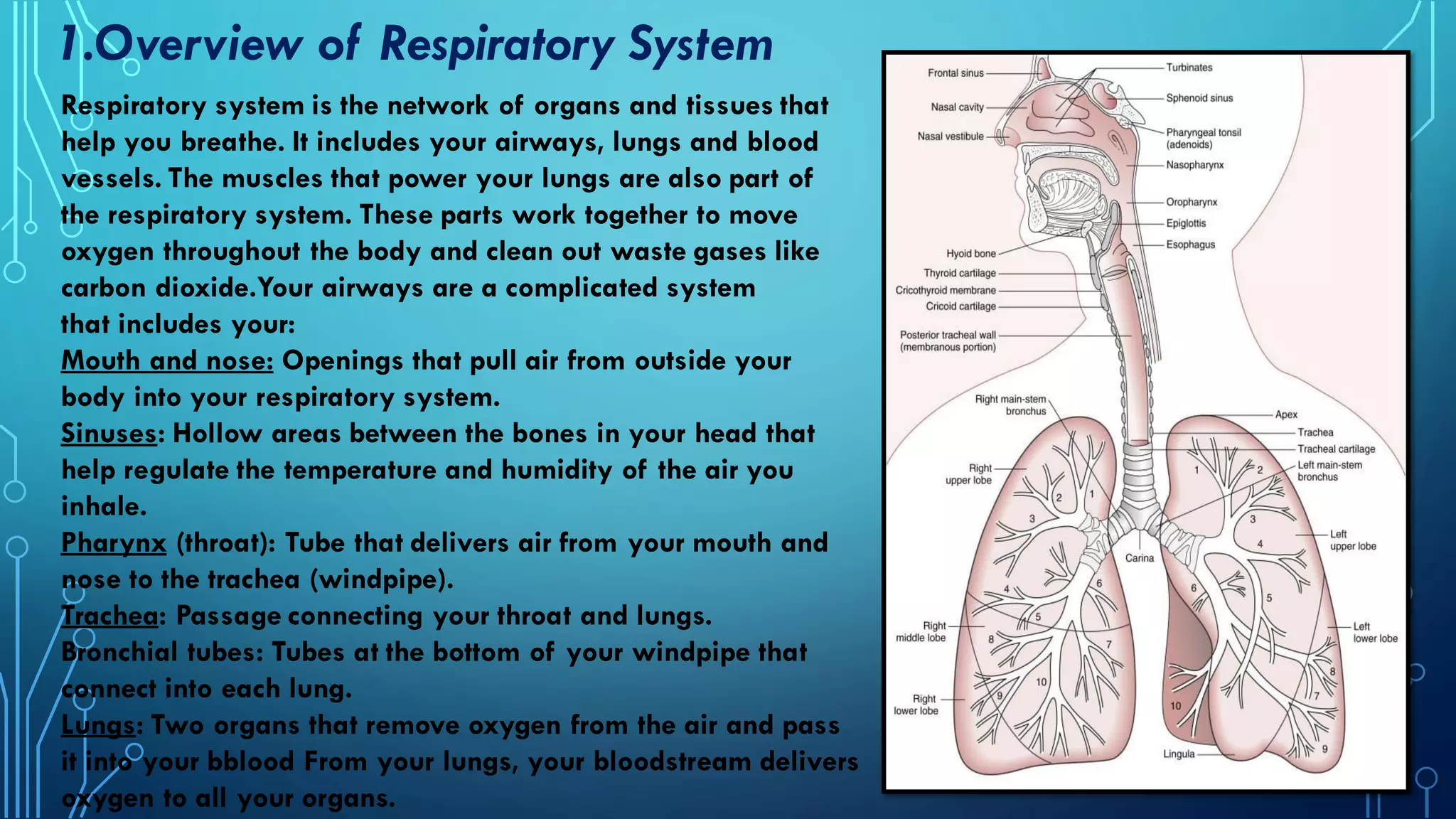 Anatomy practical.pdf