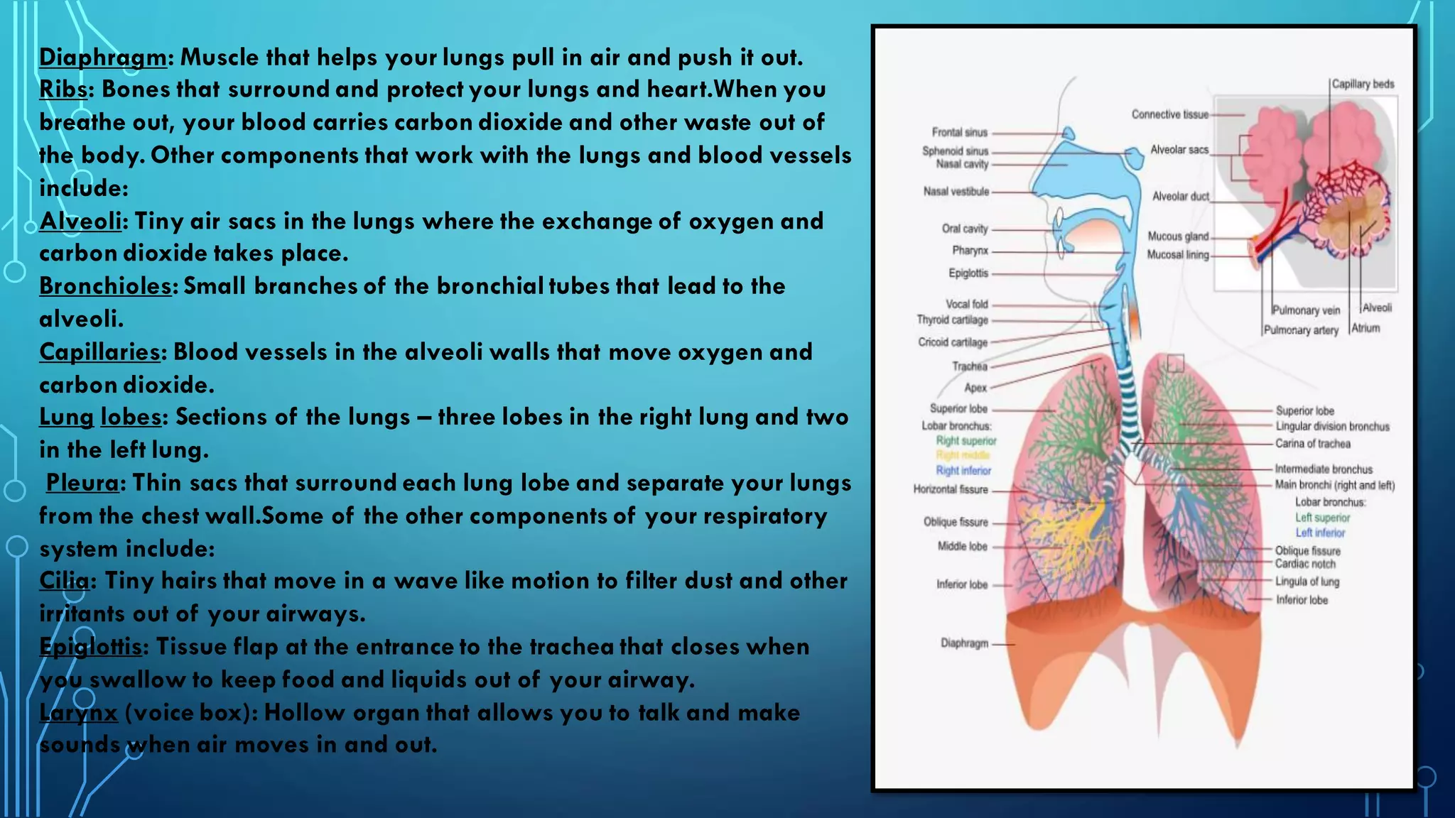Anatomy practical.pdf