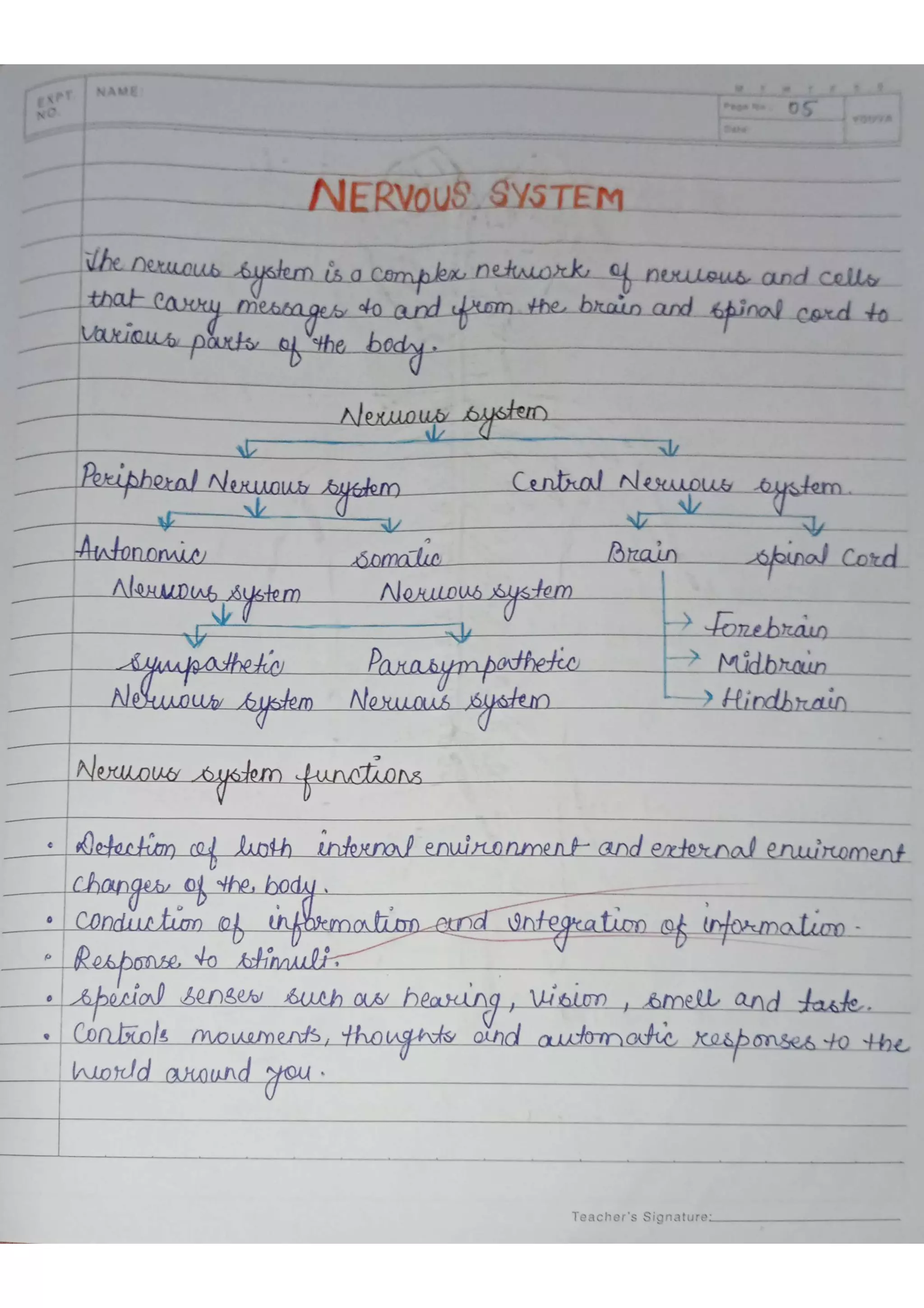 Anatomy practical copy | PDF