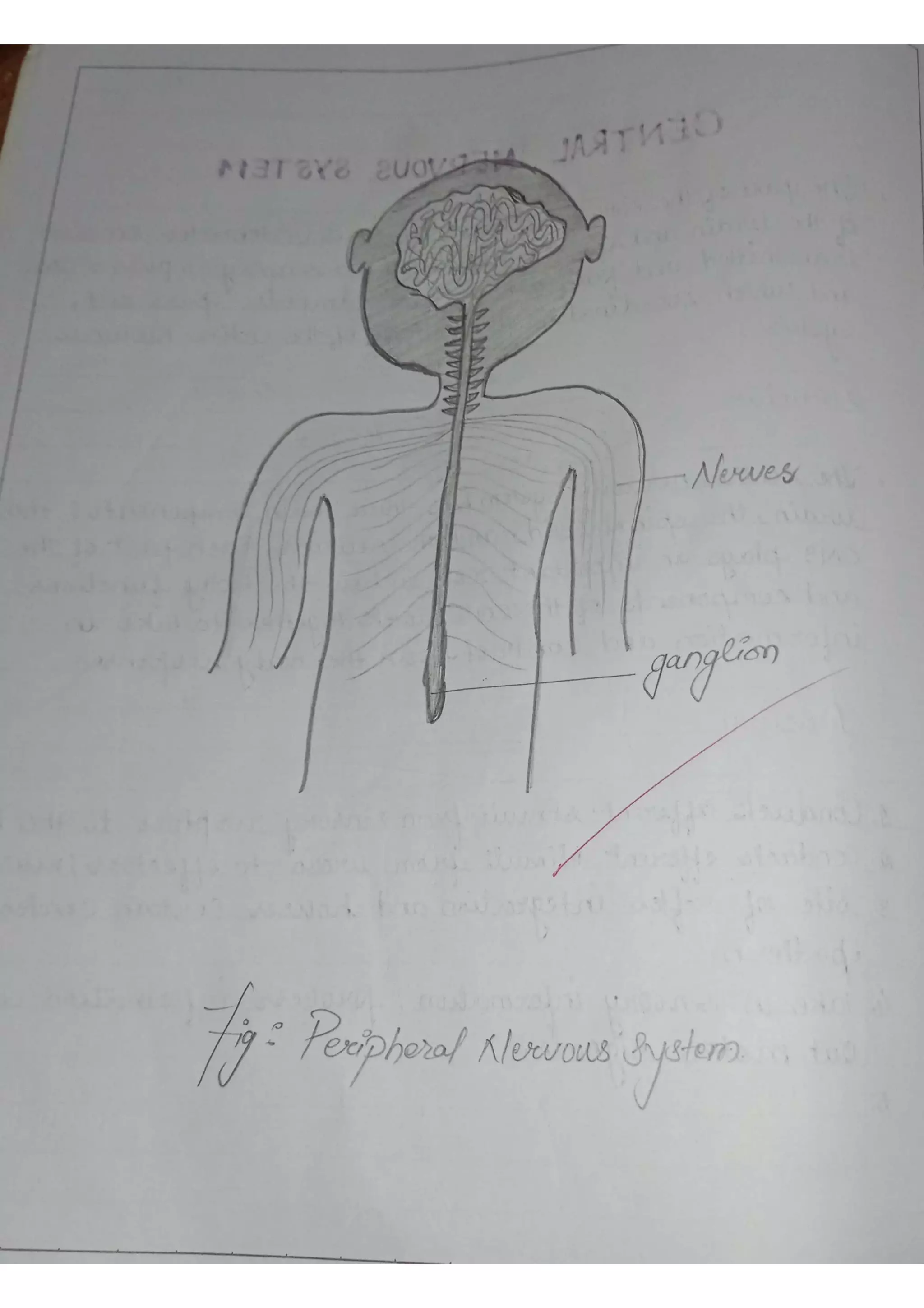 Anatomy practical copy | PDF