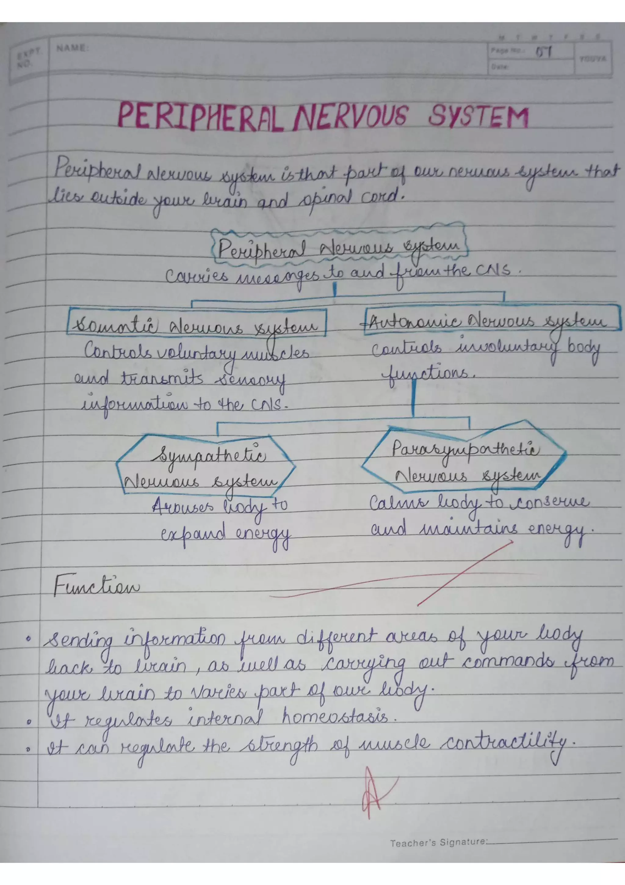Anatomy practical copy | PDF