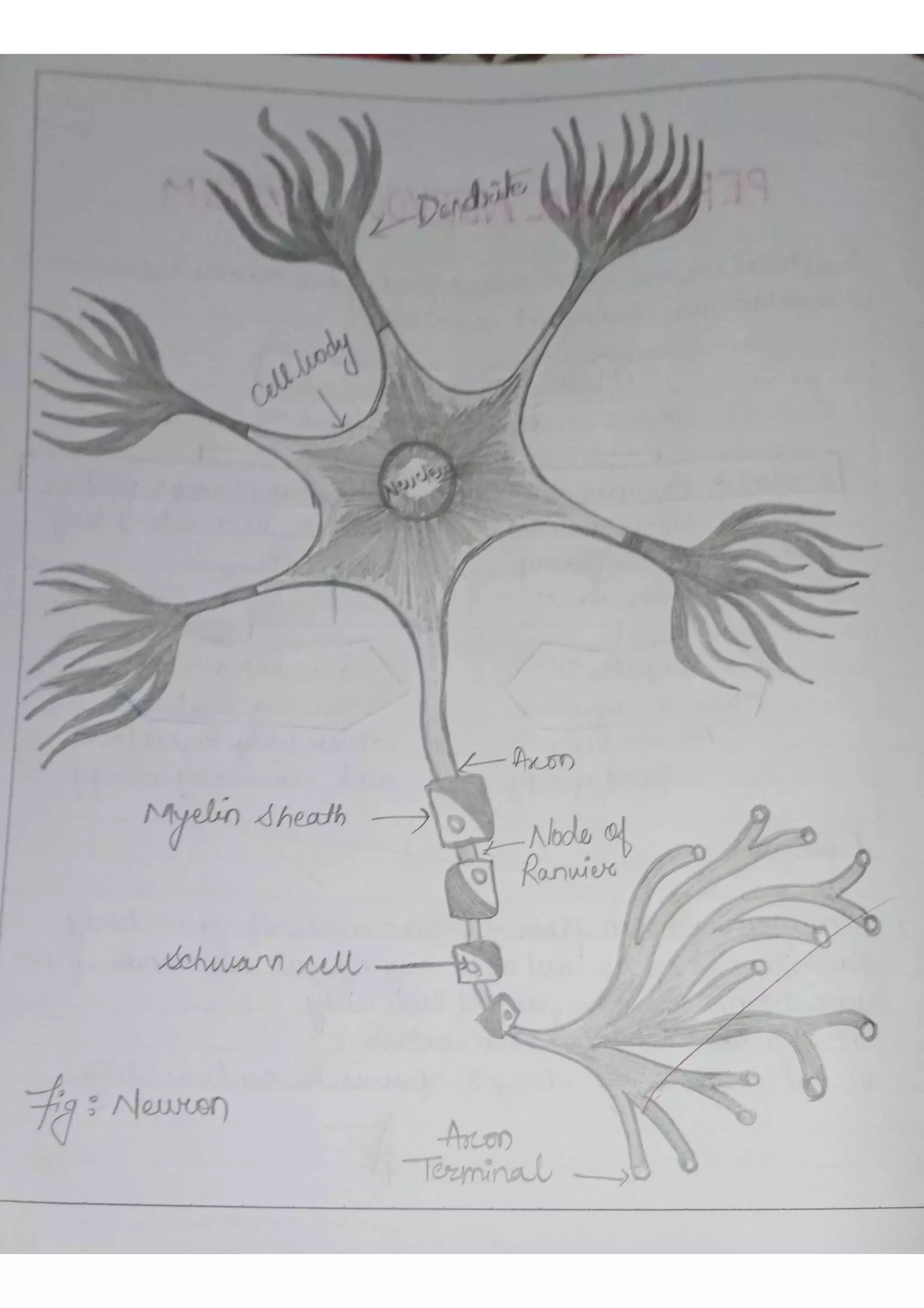 Anatomy practical copy | PDF
