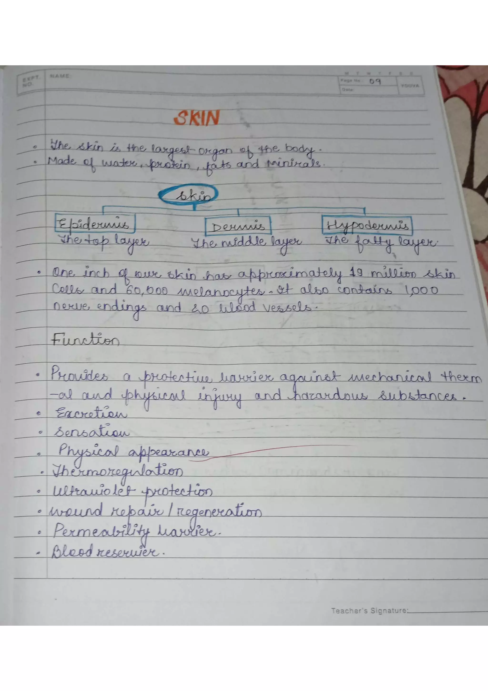 Anatomy practical copy | PDF