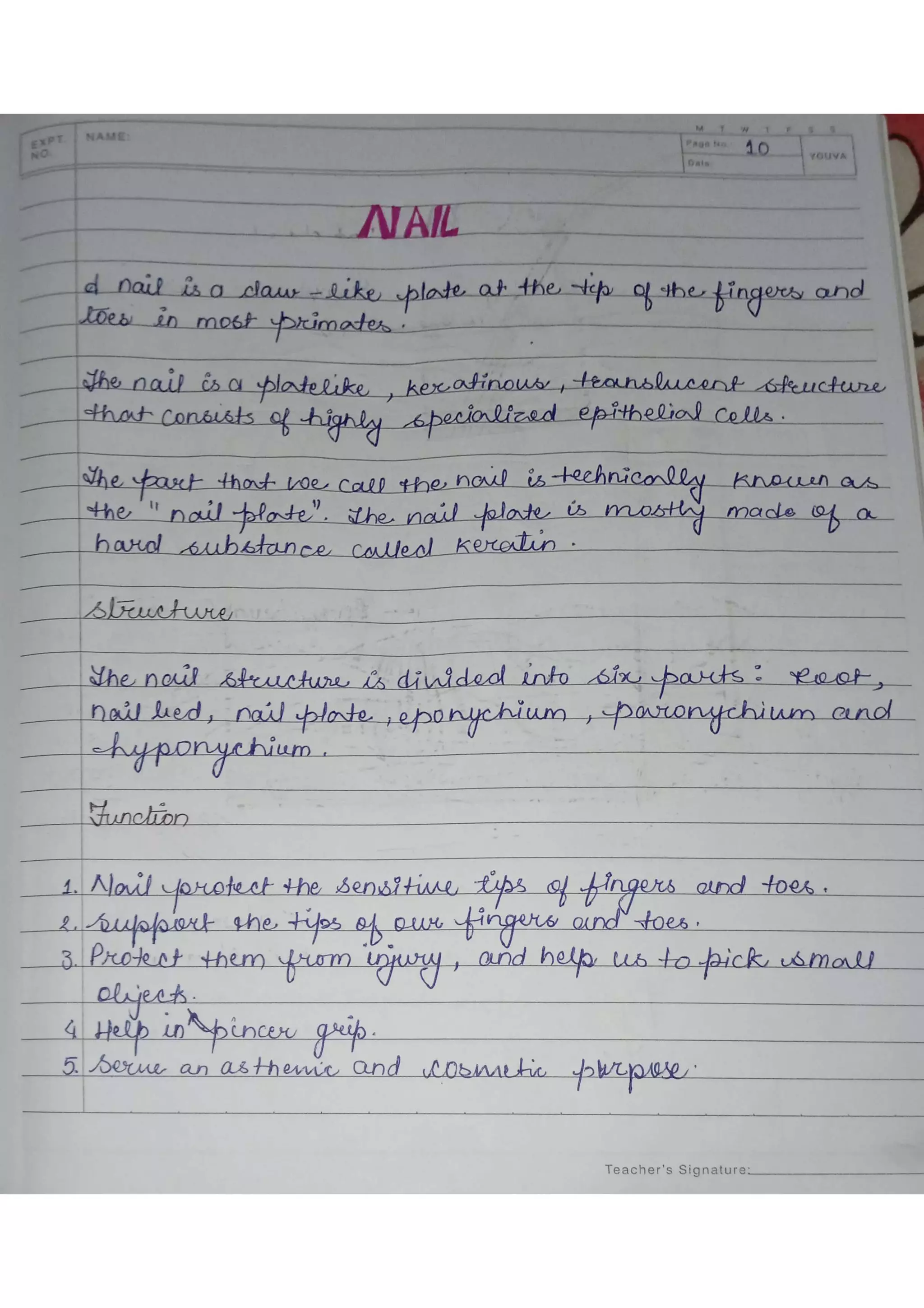 Anatomy practical copy | PDF