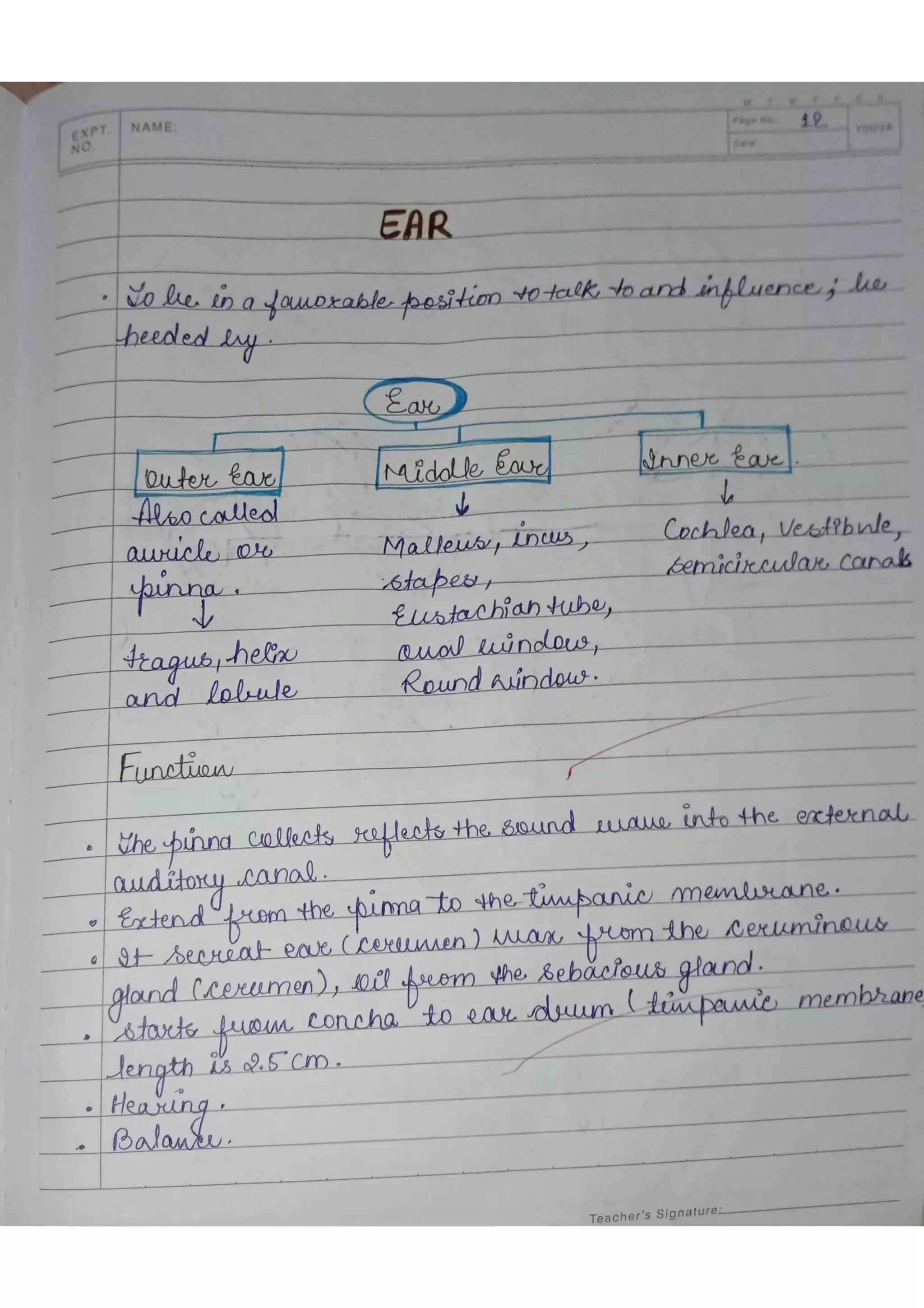 Anatomy practical copy | PDF