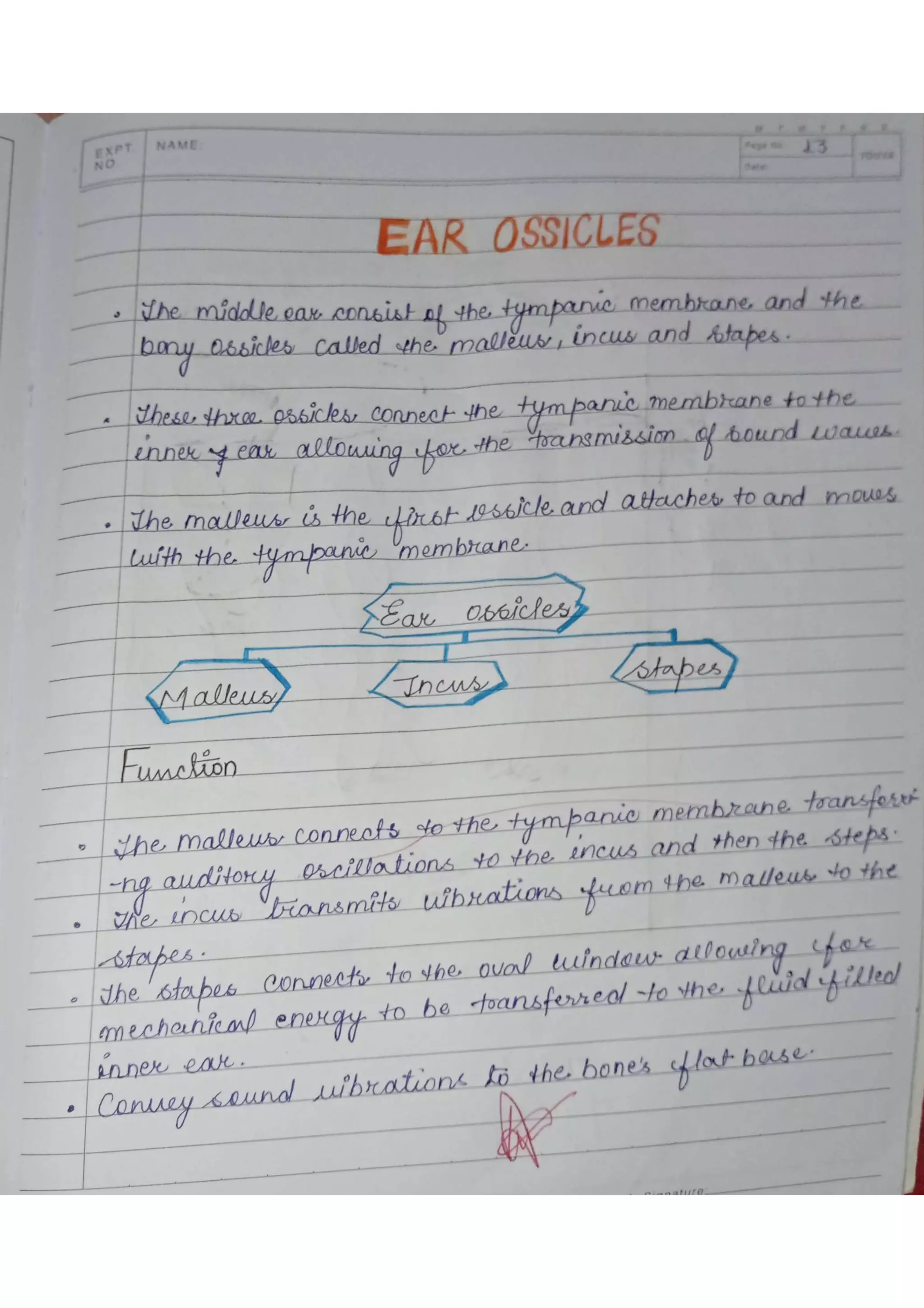 Anatomy practical copy | PDF