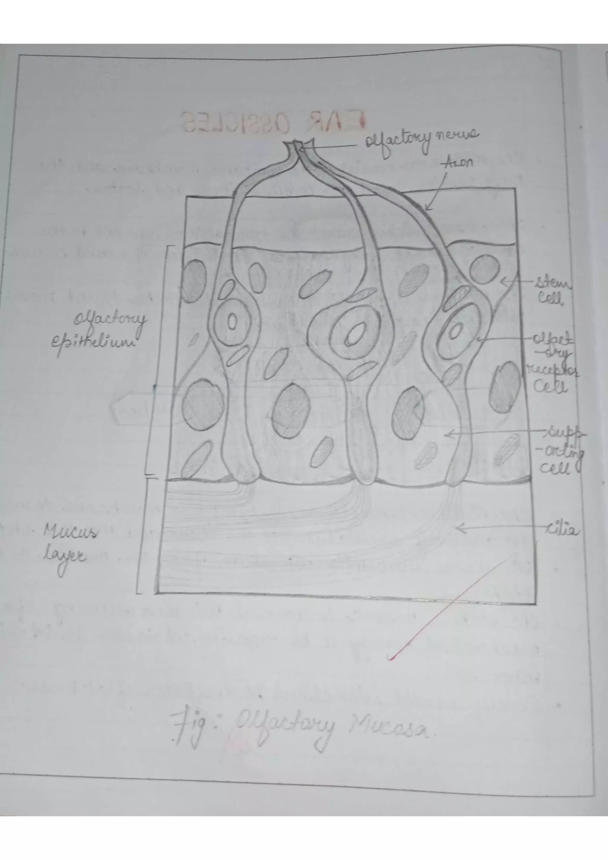 Anatomy practical copy | PDF