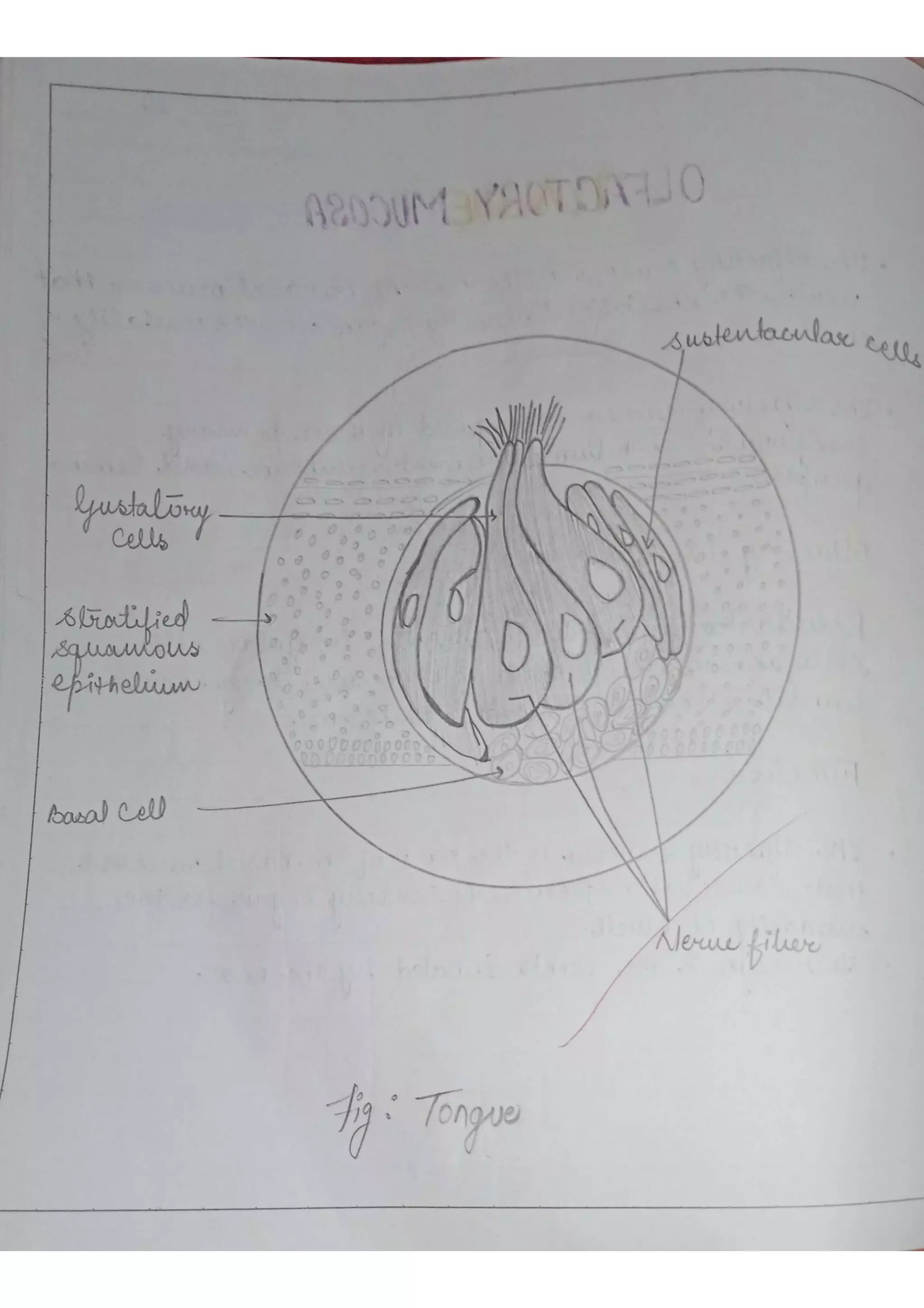 Anatomy practical copy | PDF