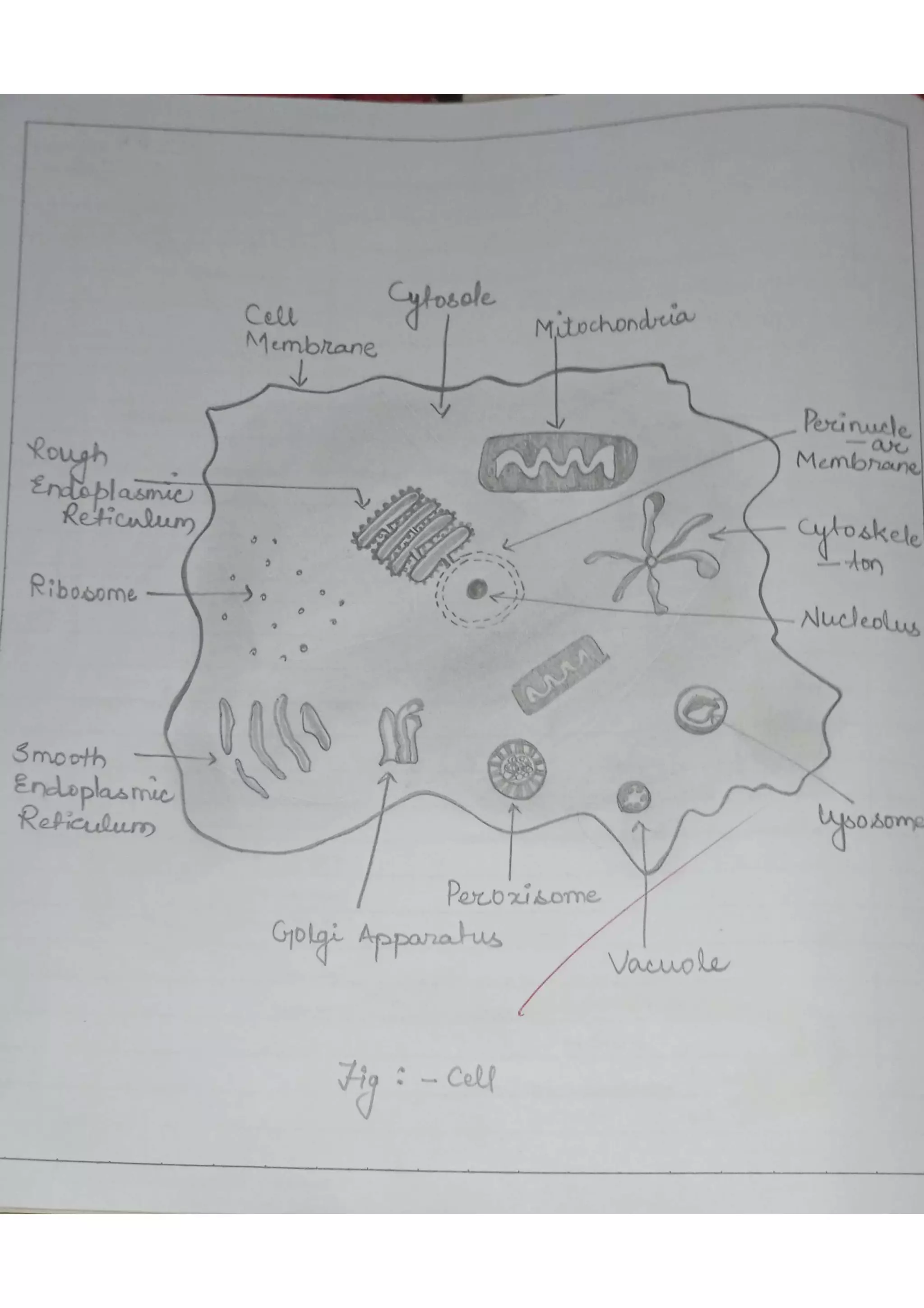 Anatomy practical copy | PDF