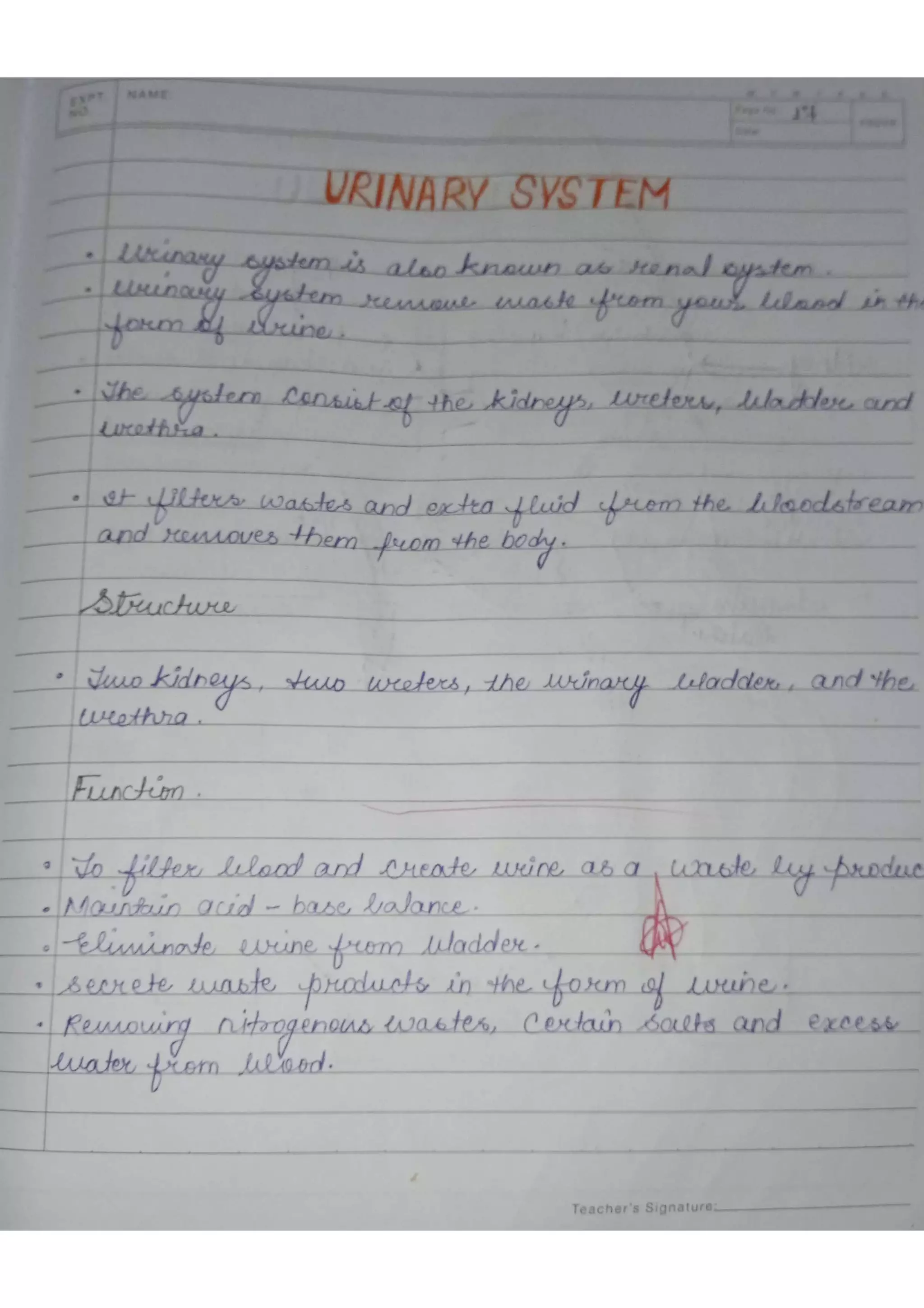 Anatomy practical copy | PDF