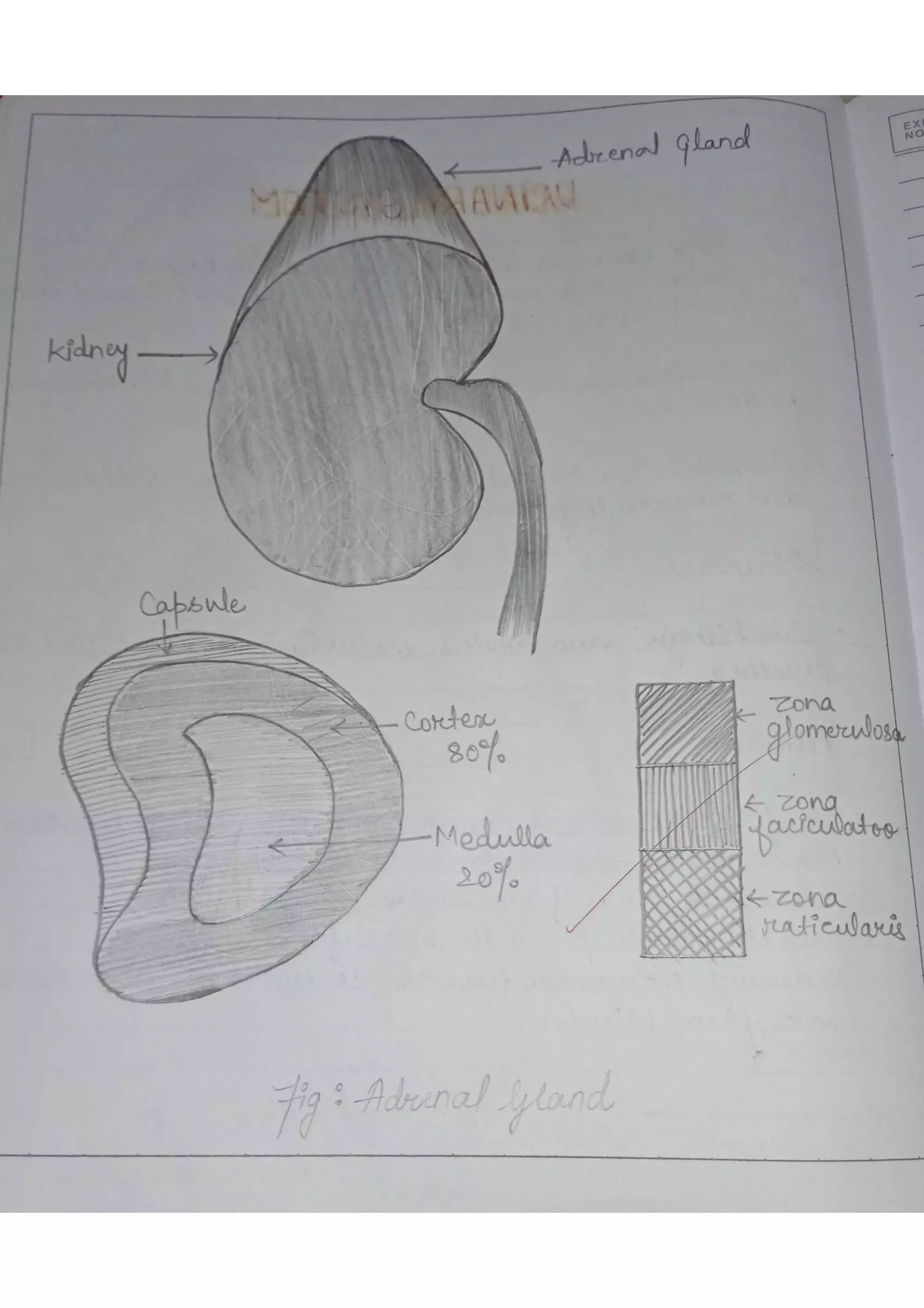 Anatomy practical copy | PDF