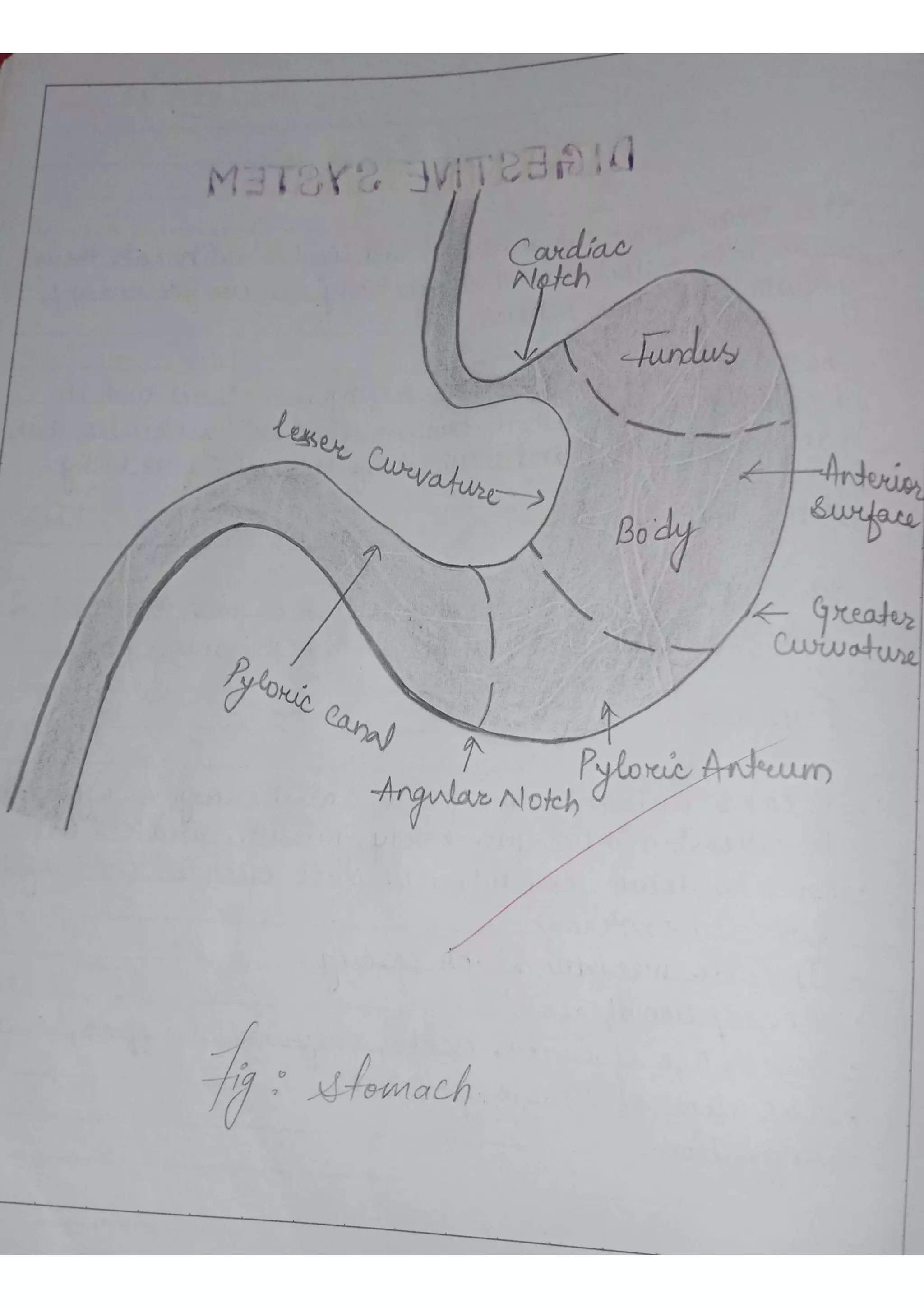 Anatomy practical copy | PDF