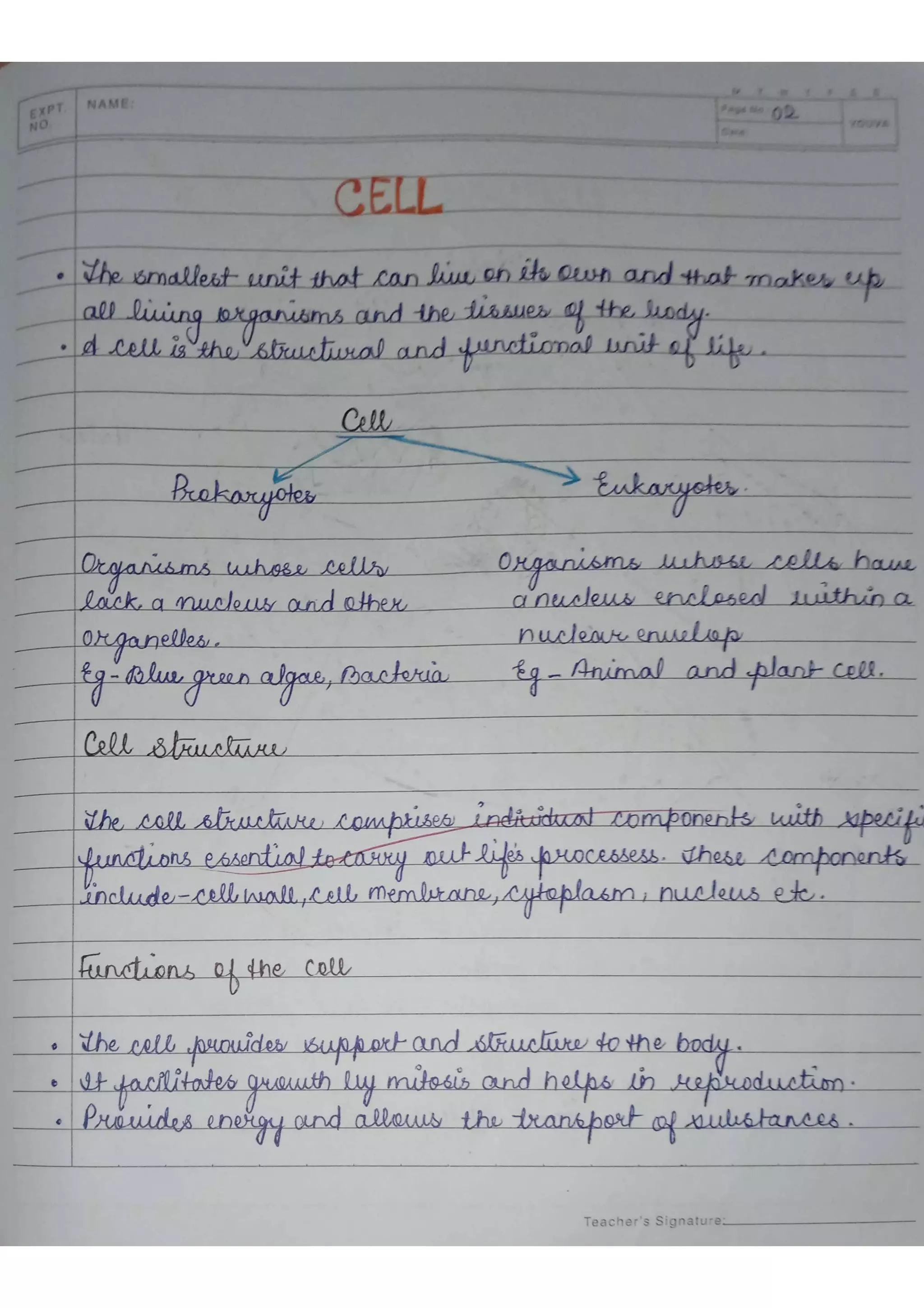 Anatomy practical copy | PDF