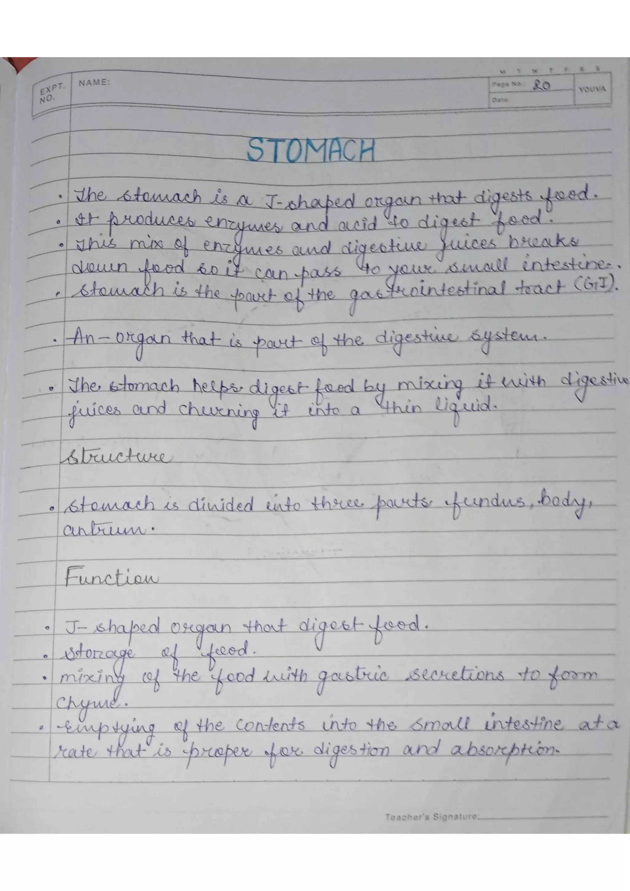 Anatomy practical copy | PDF