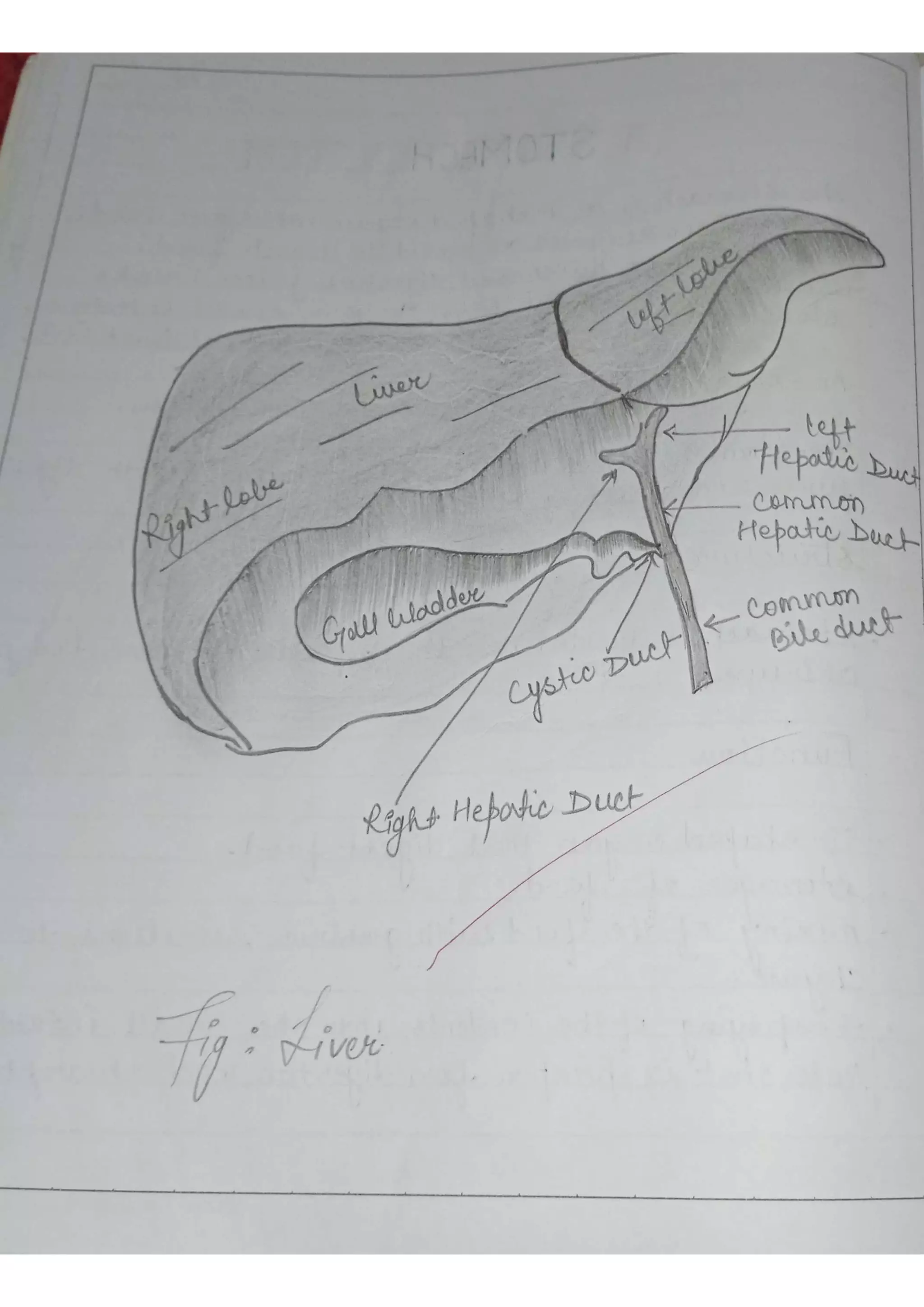 Anatomy practical copy | PDF