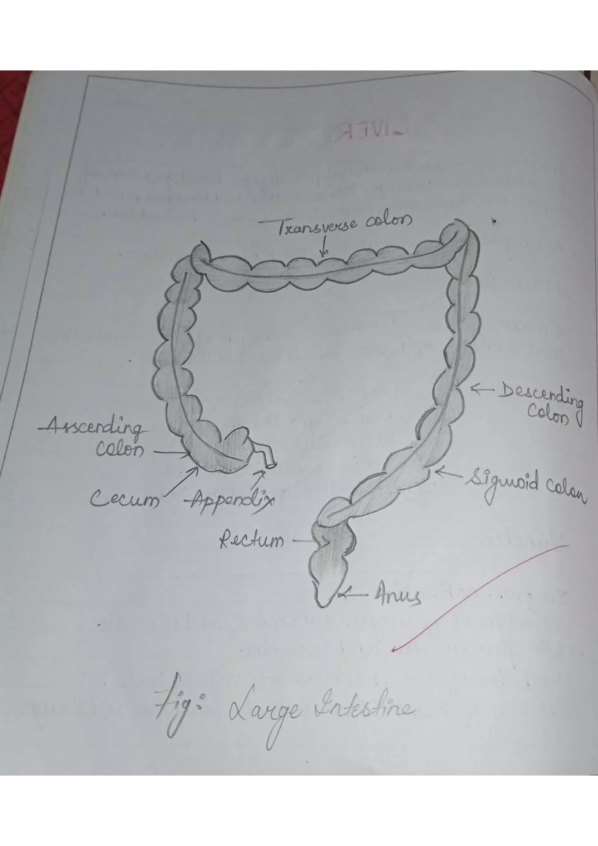 Anatomy practical copy | PDF