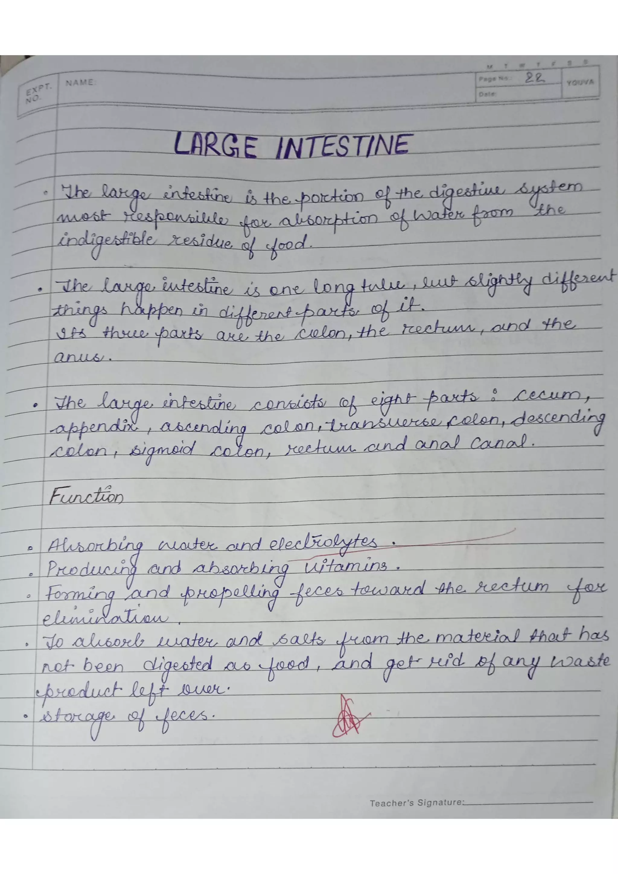 Anatomy practical copy | PDF