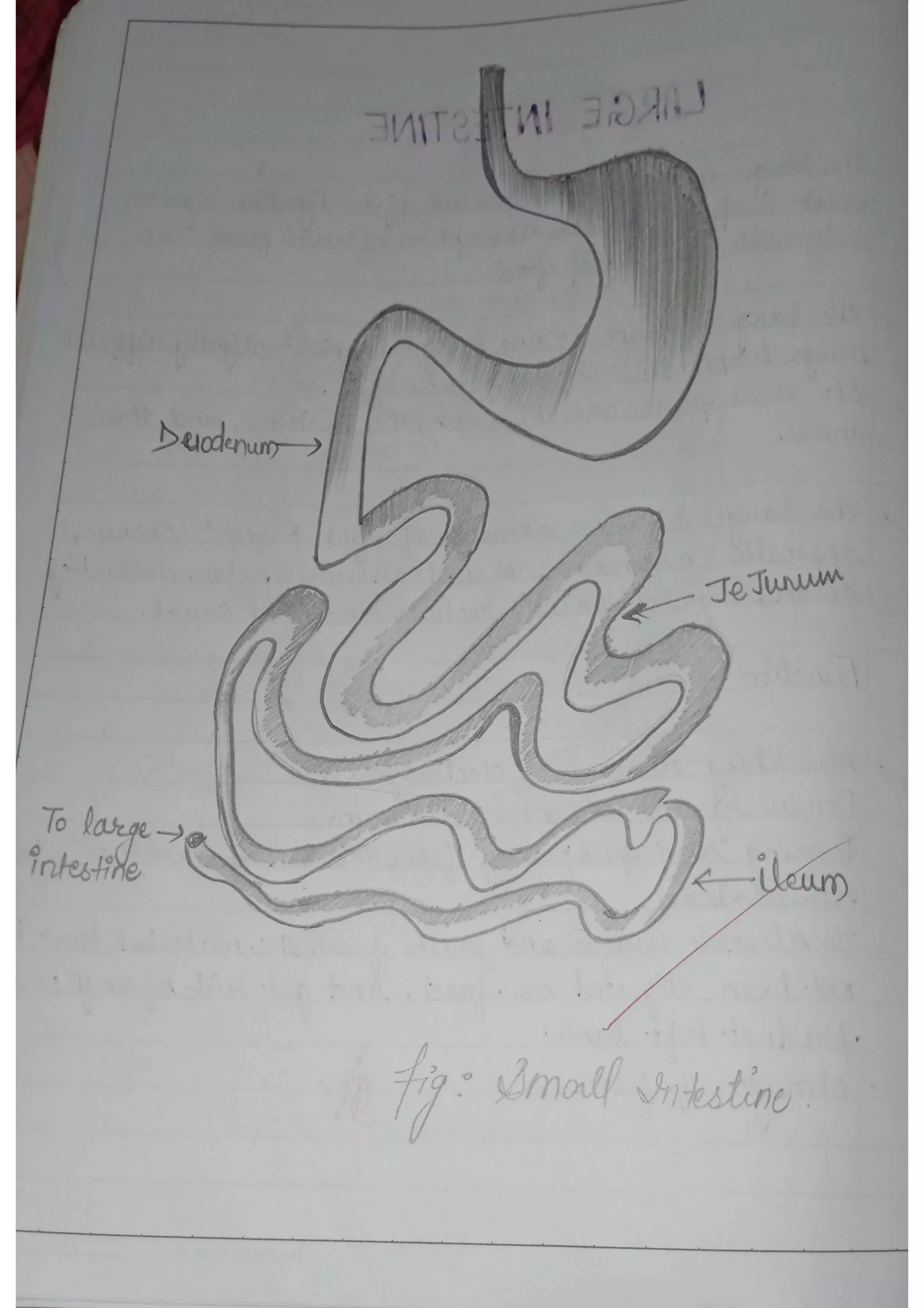 Anatomy practical copy | PDF