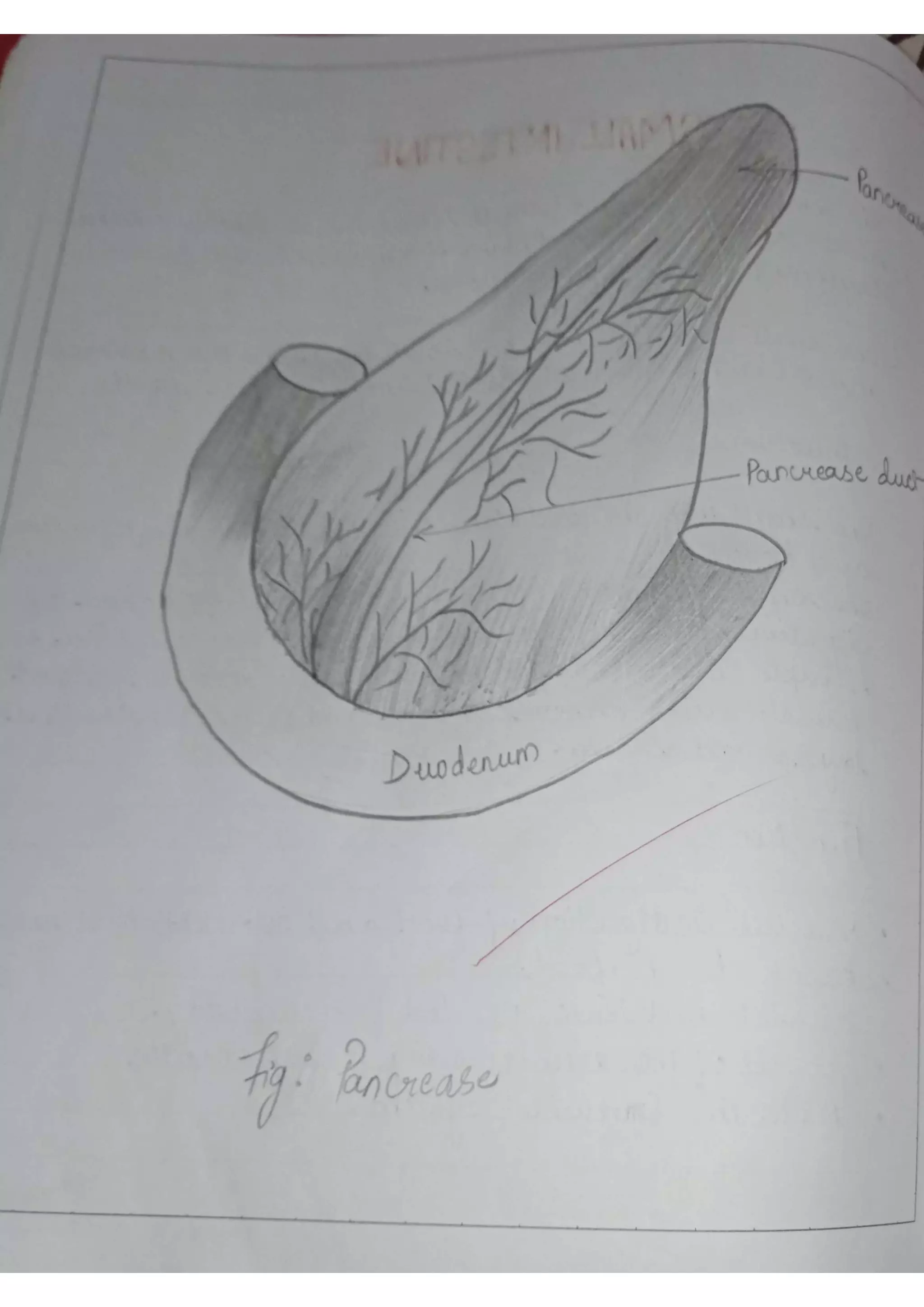 Anatomy practical copy | PDF