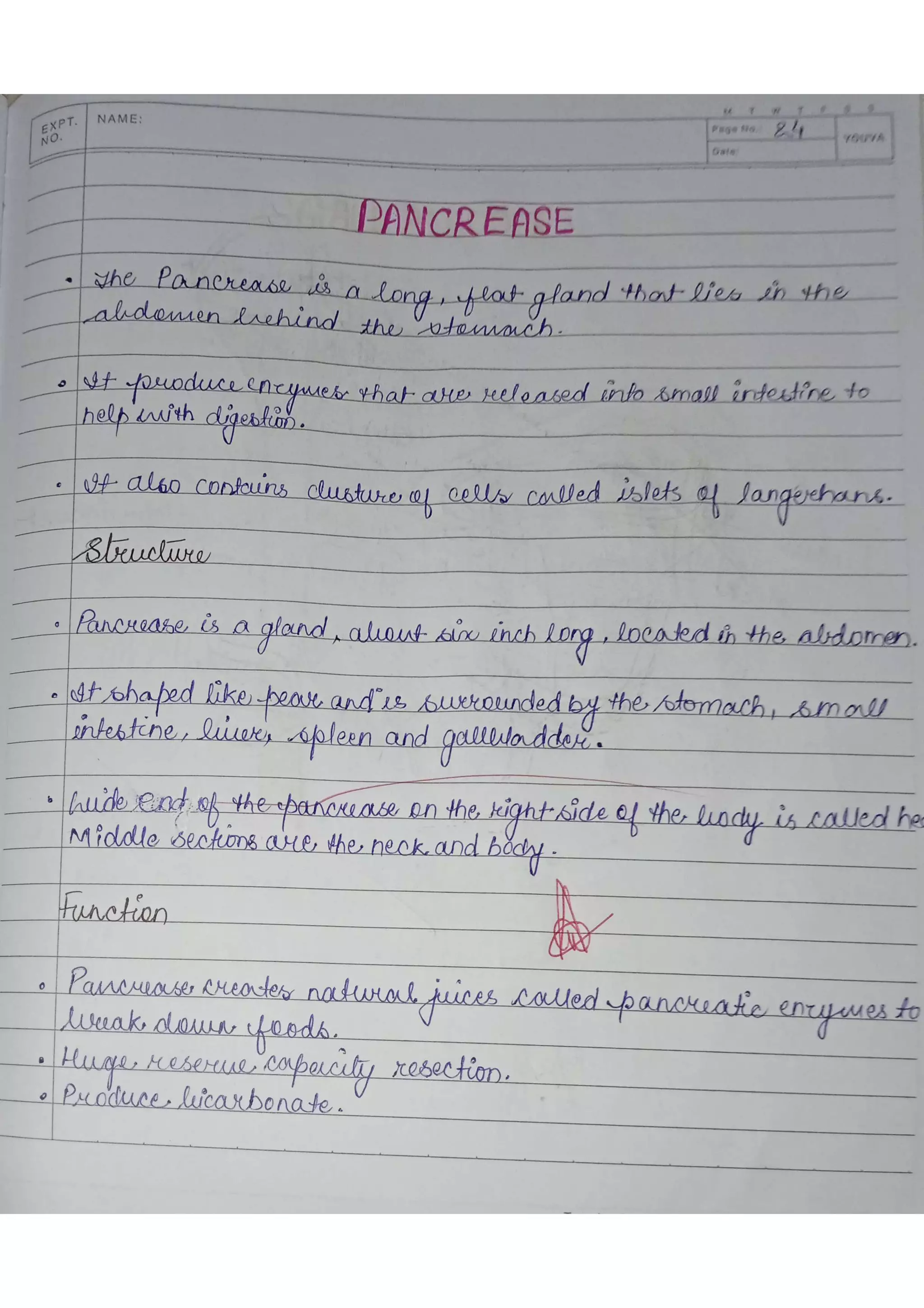 Anatomy practical copy | PDF