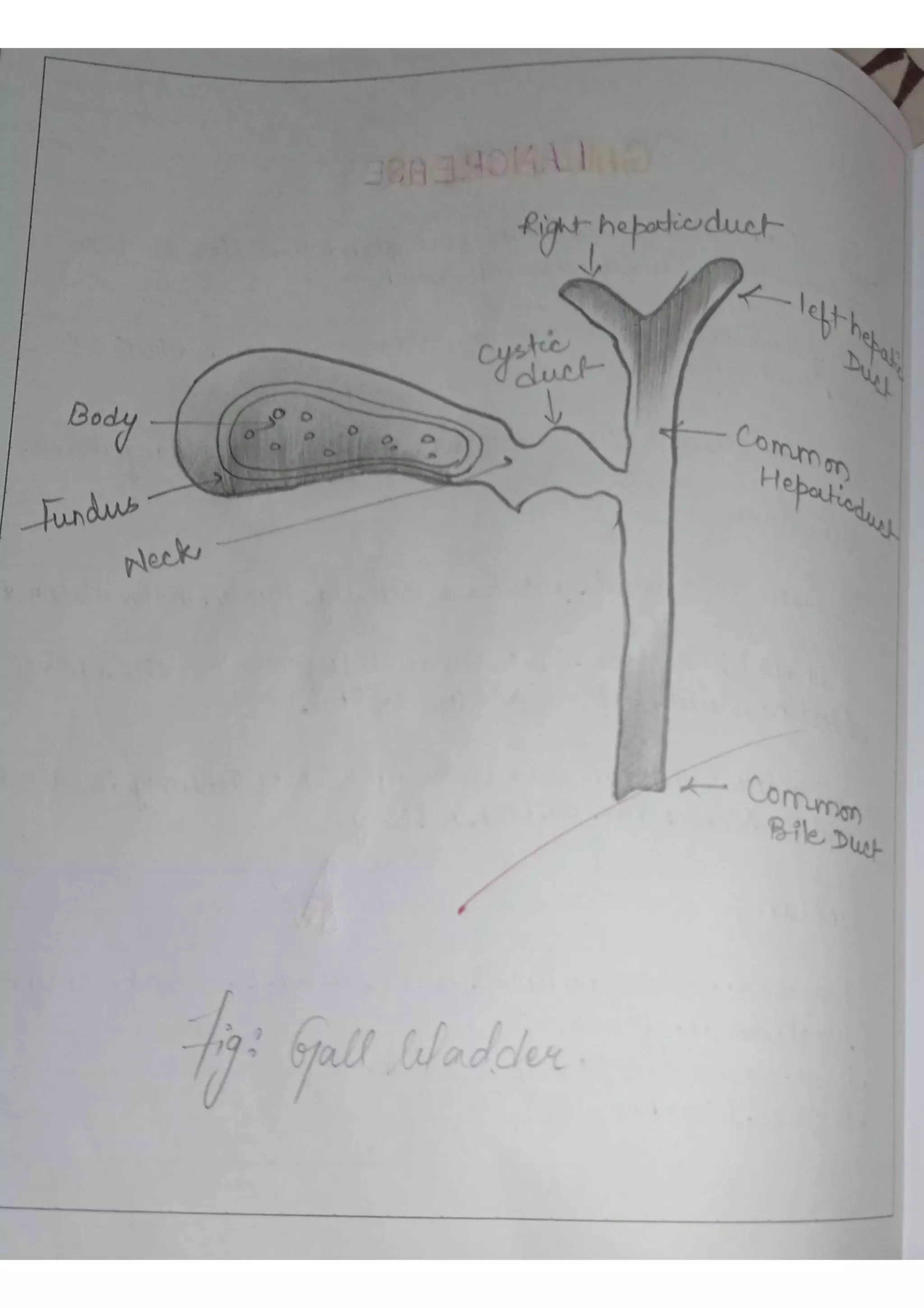 Anatomy practical copy | PDF