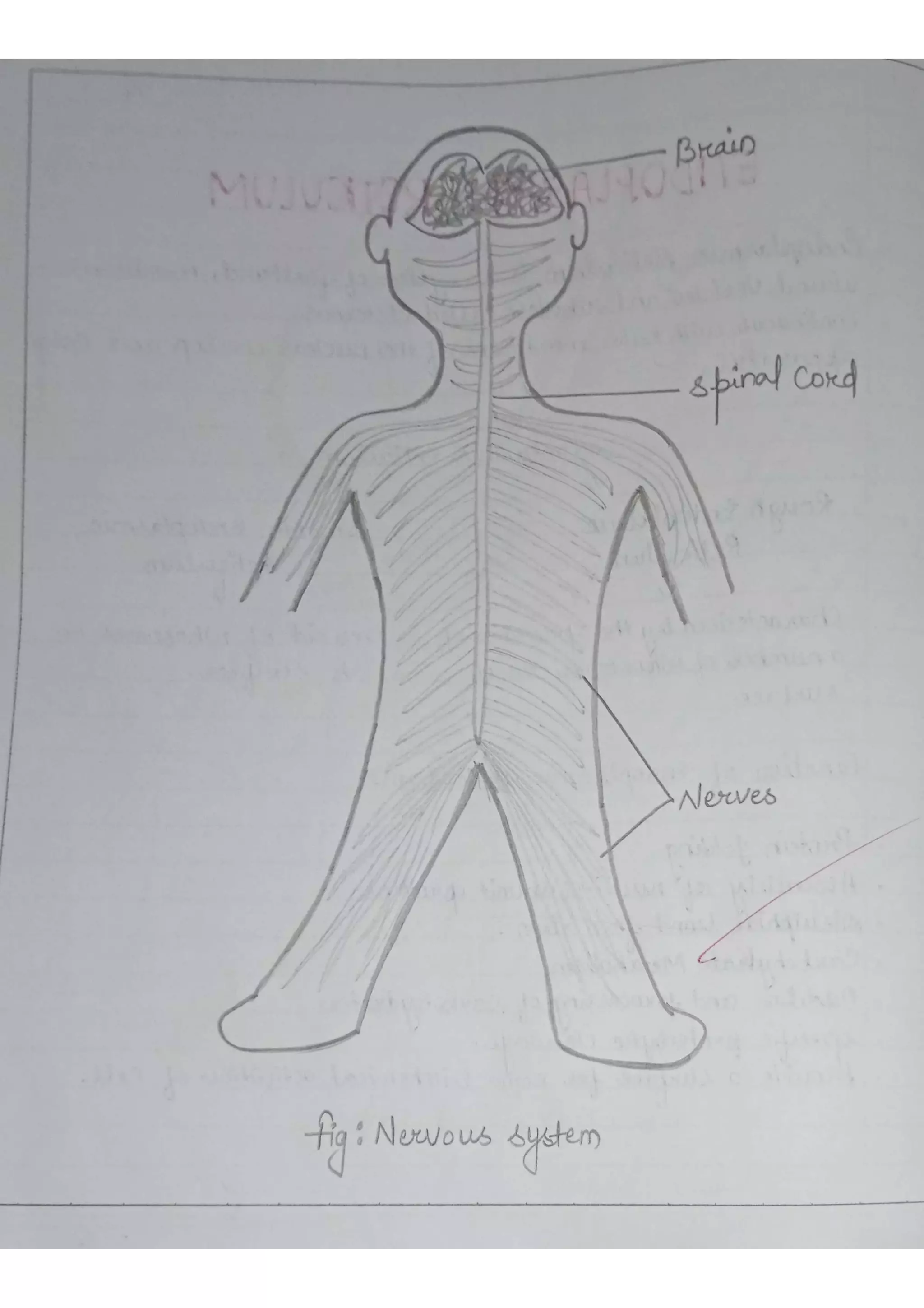 Anatomy practical copy | PDF