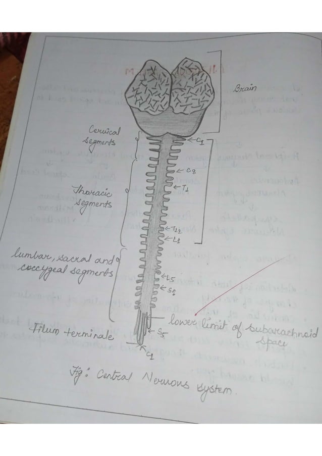 Anatomy practical copy | PDF