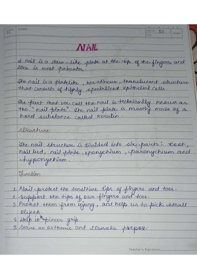 Anatomy practical copy | PDF