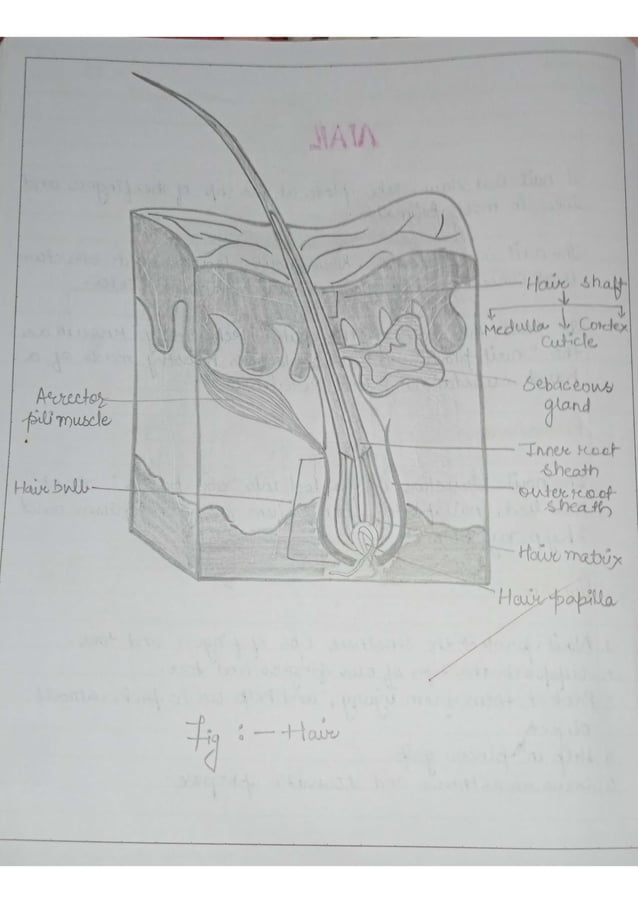 Anatomy practical copy | PDF