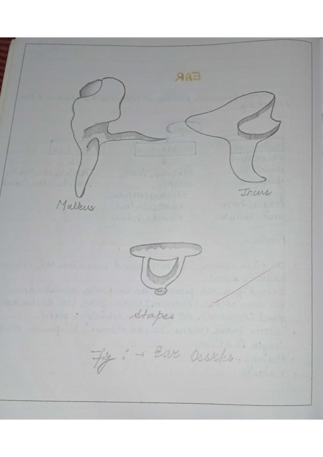 Anatomy practical copy | PDF
