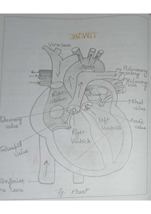 Anatomy practical copy | PDF
